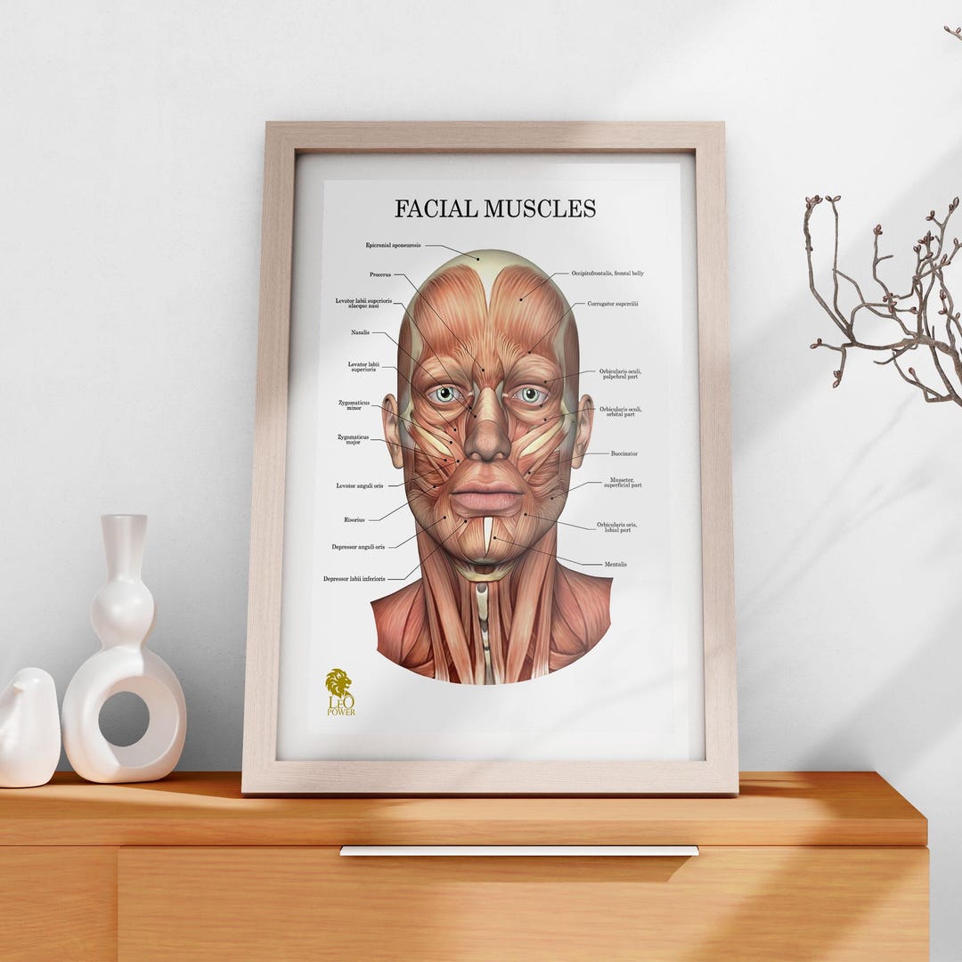 Facial Muscles Anatomy Poster, Aesthetic Medical Art (digital Download ...