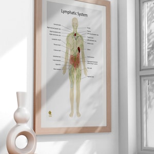 Human Lymphatic System – Digital Anatomy Poster Full Body Lymph Nodes ...