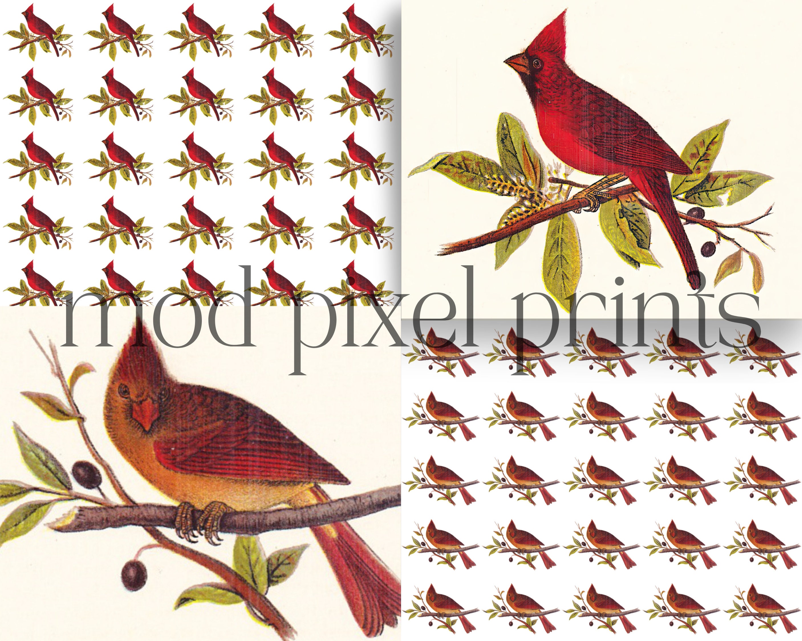 Vintage Cardinal Clipart Bundle Digital PNG Downloads With - Etsy