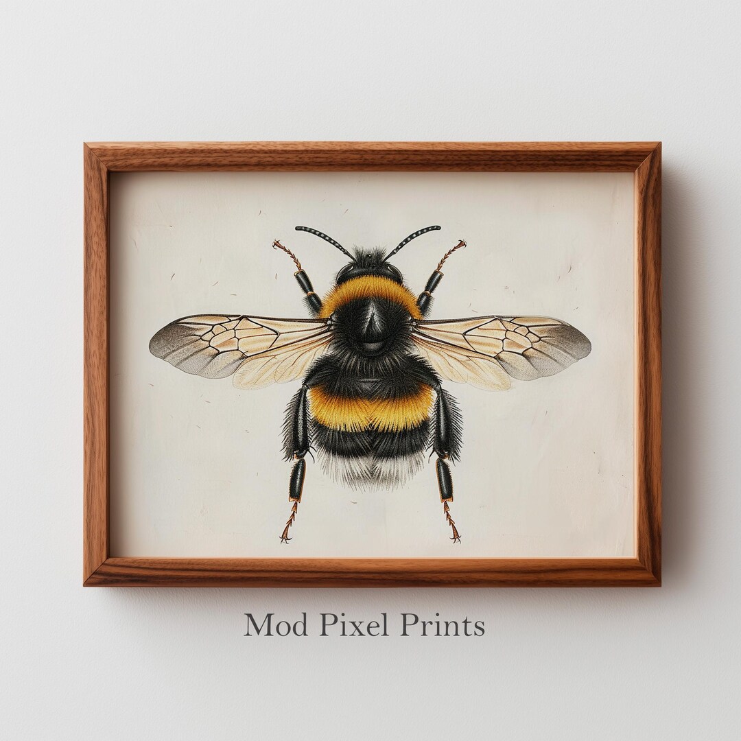 Vintage Bumblebee Illustration Printable - Scientific Entomology Art ...