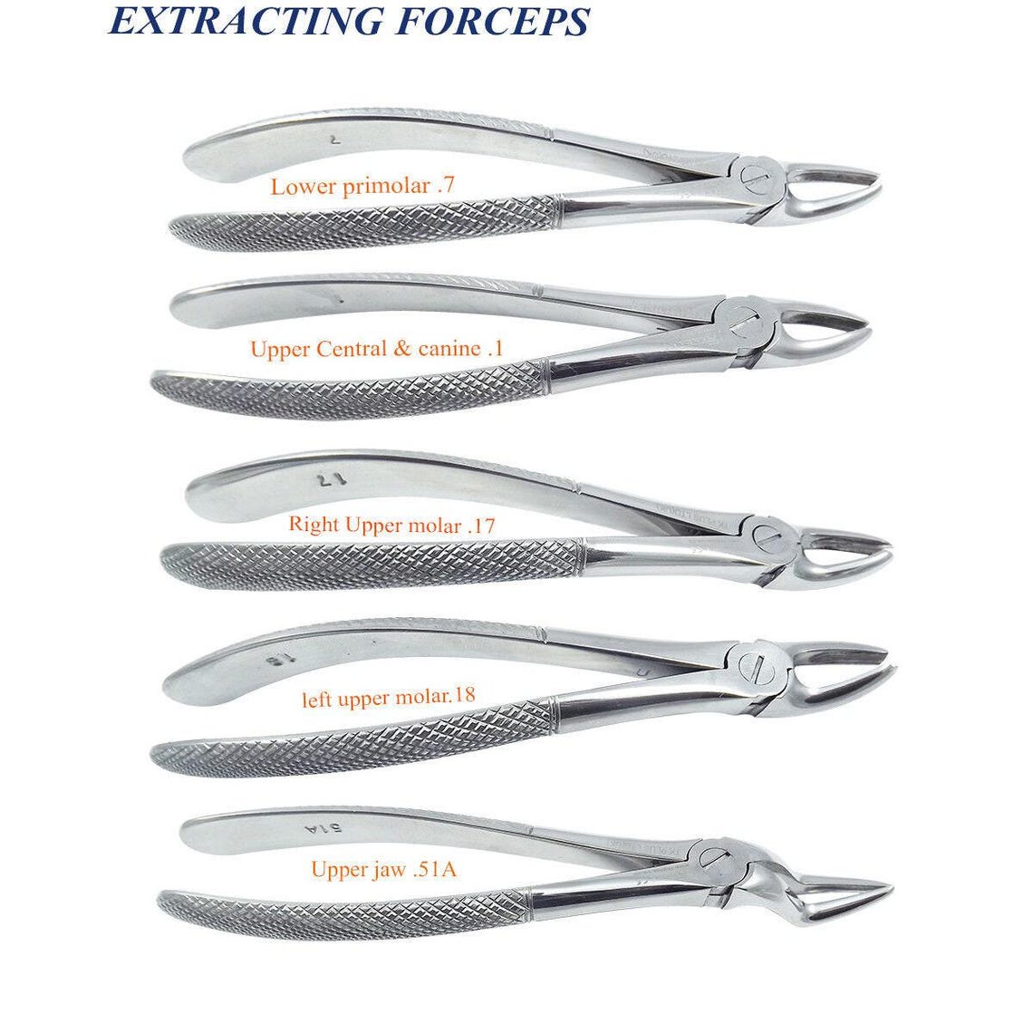 Dental Extraction Forceps Set: Stainless Steel Oral Surgery Pliers (10-piece) - Etsy
