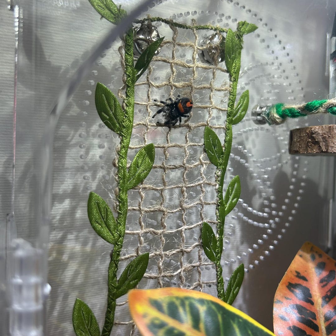 Hanging Jumping Spider Ladder Climbing Enrichment Magnetic Decoration ...