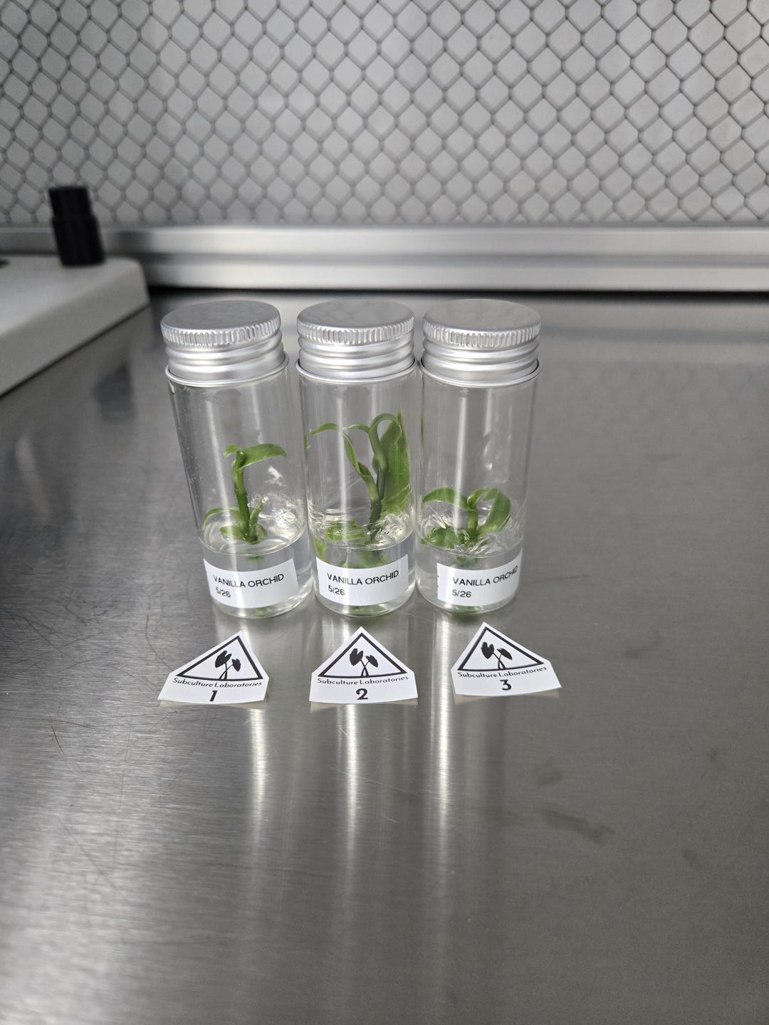 Vanilla Orchid - in Vitro - Etsy