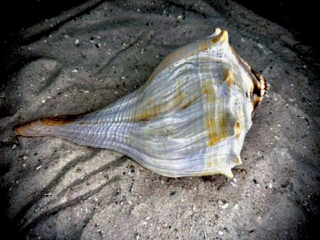 Florida Lightning Whelk Shell: Coastal Decor With Purple Tints - Etsy