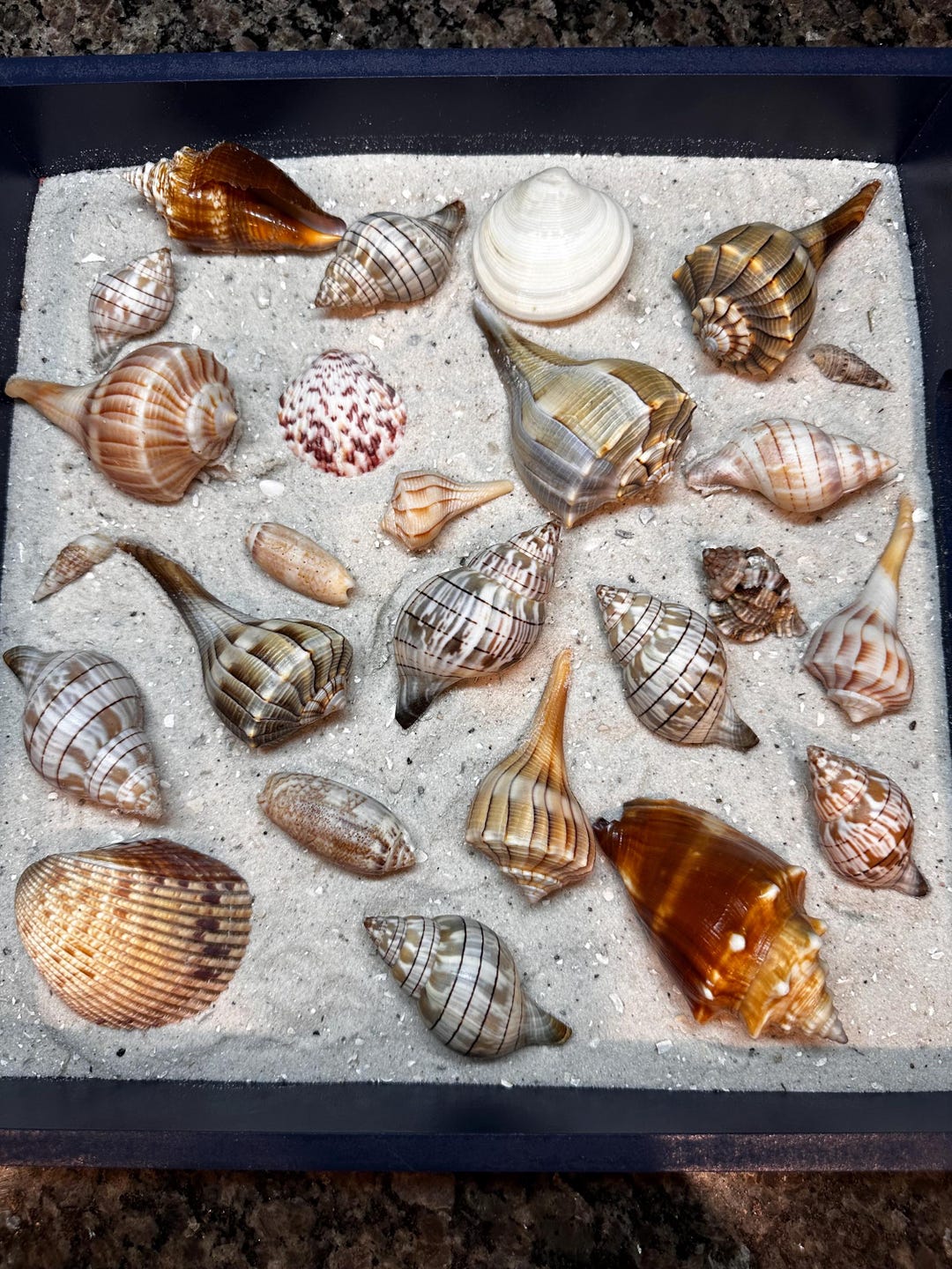 Variety of Florida Seashells From the Gulf. Beautiful Shells You Can Do ...