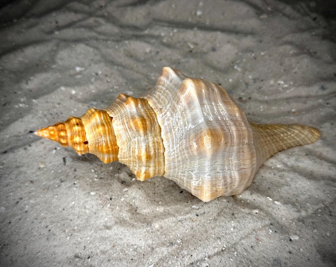Florida Lightning Whelk Shell: Coastal Decor With Purple Tints - Etsy