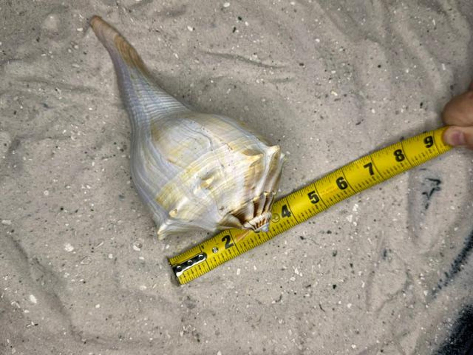 Florida Lightning Whelk Shell: Coastal Decor With Purple Tints - Etsy