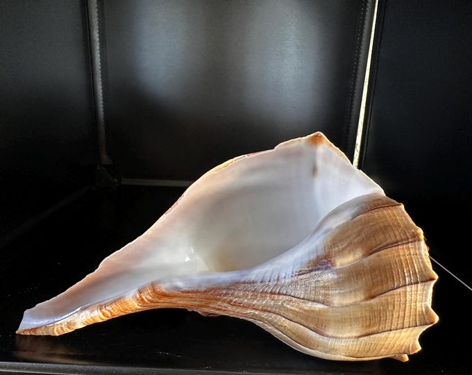 Florida Lightning Whelk From the Gulf of America. Different Shades of Brown Along With Some ...
