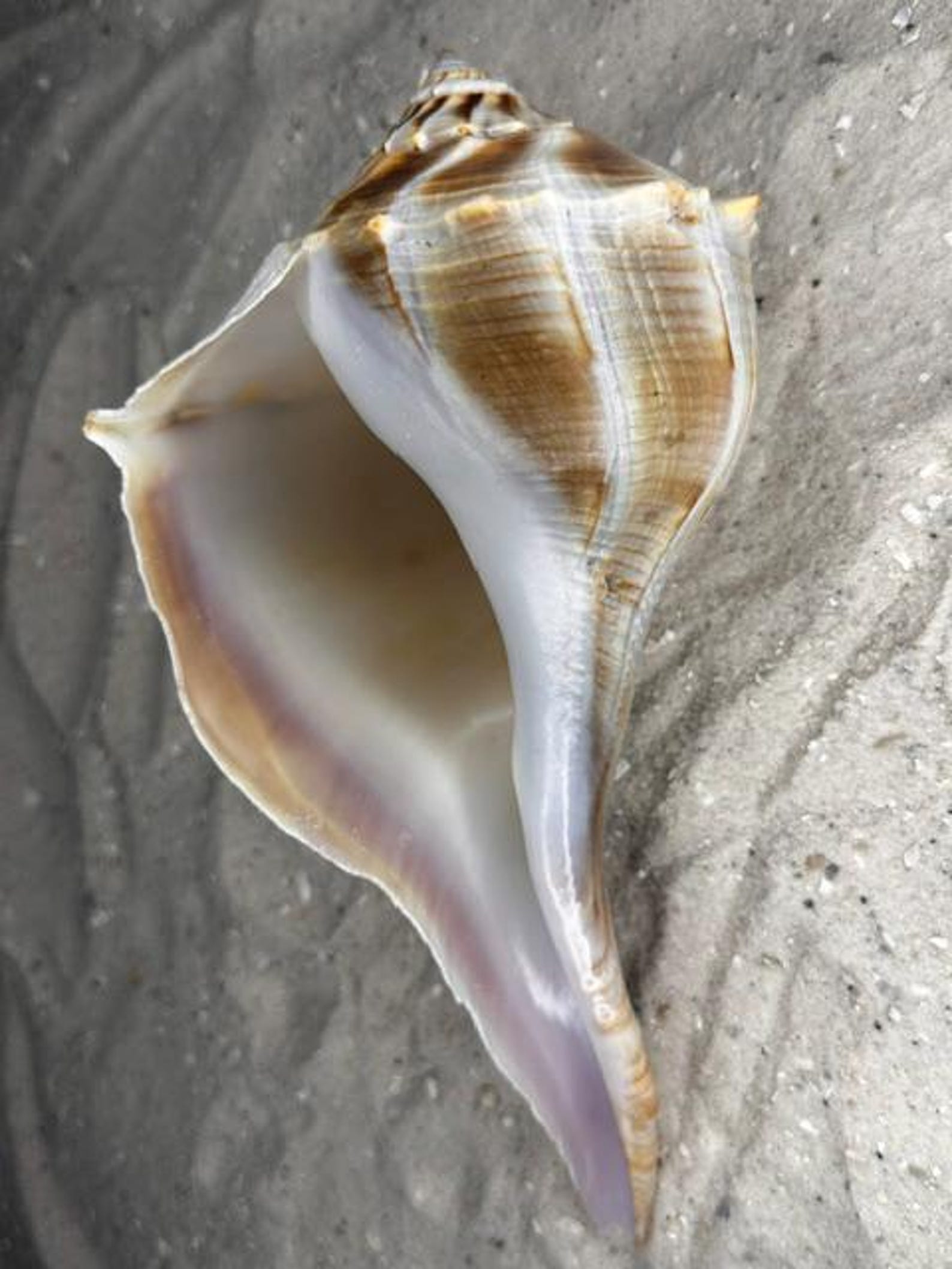 Florida Lightning Whelk Shell: Coastal Decor With Purple Tints - Etsy