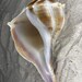 Florida Lightning Whelk Shell: Coastal Decor With Purple Tints - Etsy