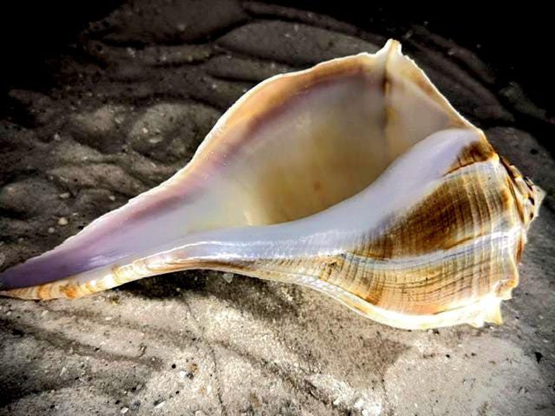 Florida Lightning Whelk Shell: Coastal Decor With Purple Tints - Etsy