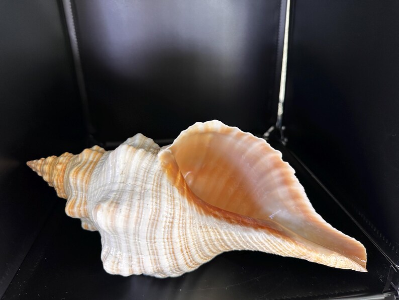 Florida Horse Conch Set: Brown & White Coastal Decor - Etsy