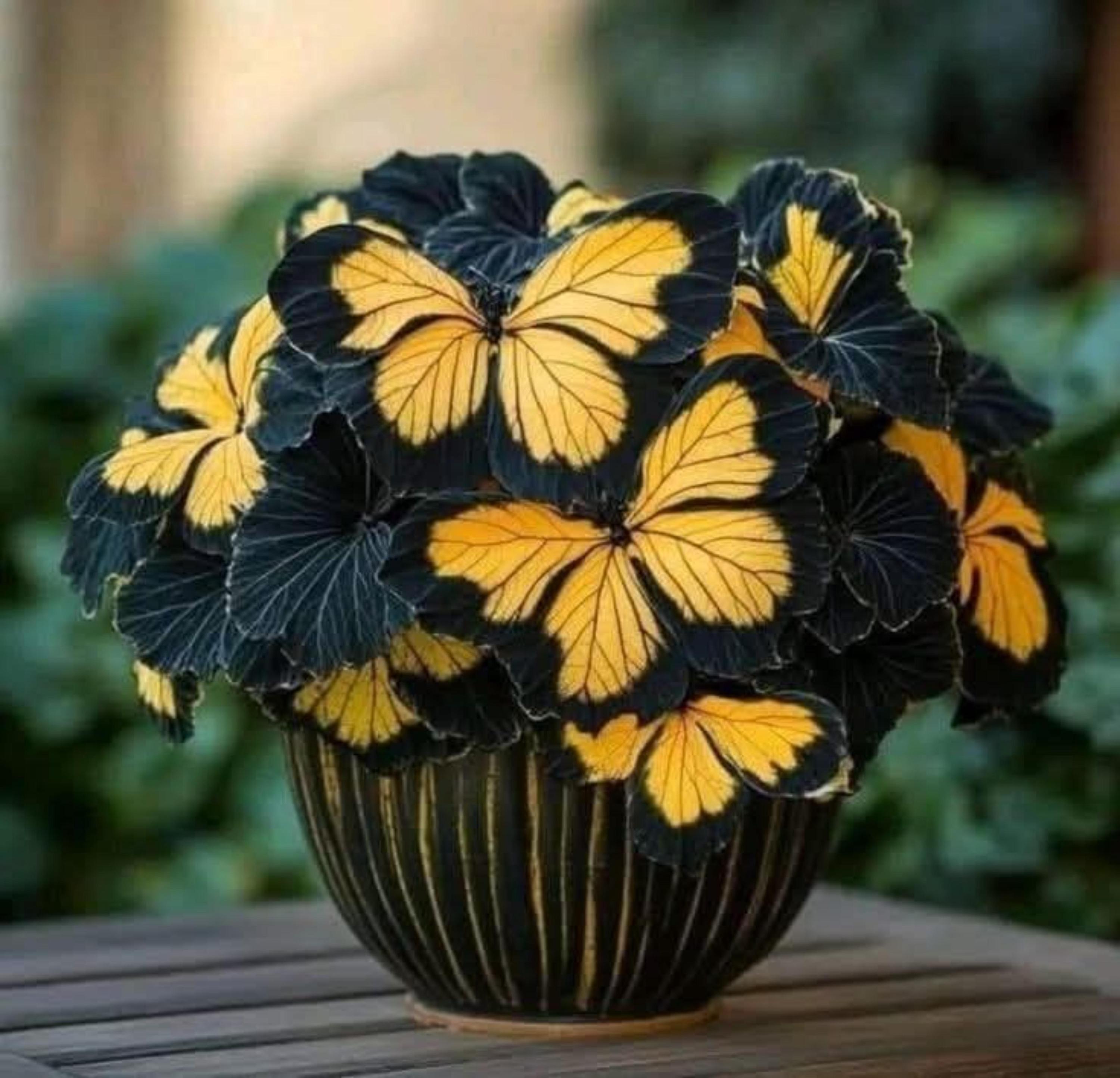 50 Heirloom Butterfly Coleus Seeds | Ornamental Foliage for Home ...