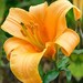 Giant Orange Planet Lily Bulb | Hybrid Flowering Garden Perennial - Etsy