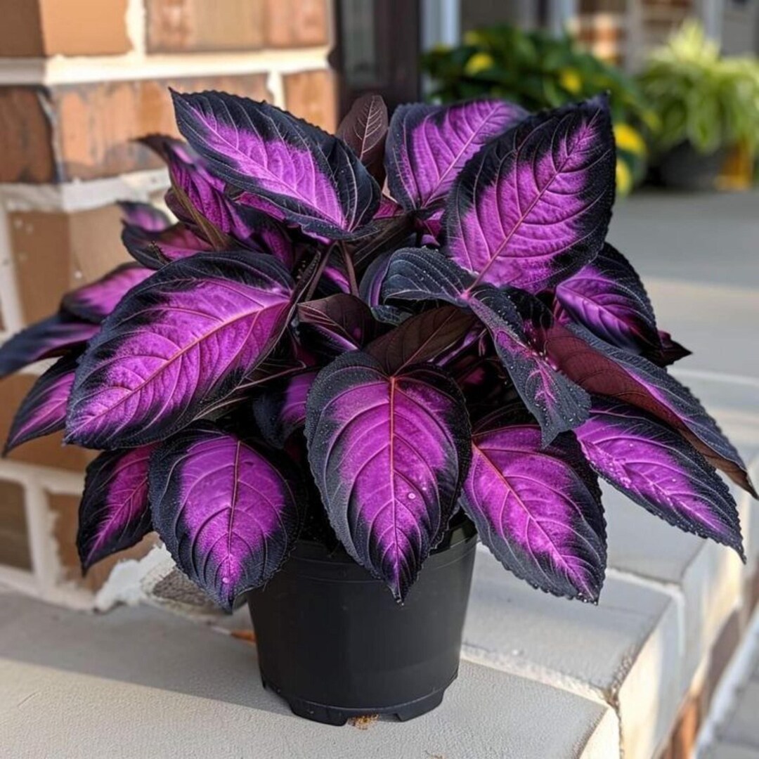 15+ Purple Tip Calathea Seeds – Rare Indoor & Outdoor Decorative Plant ...