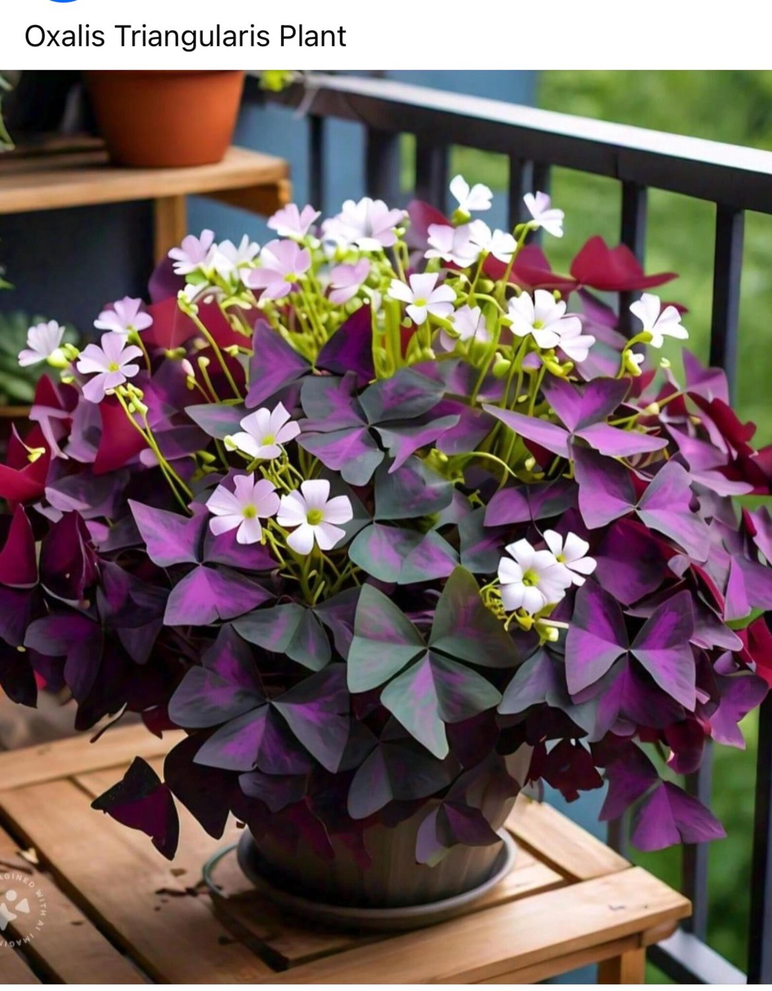 Purple Shamrock Bulbs | Oxalis Triangularis | Easy Grow Perennial ...