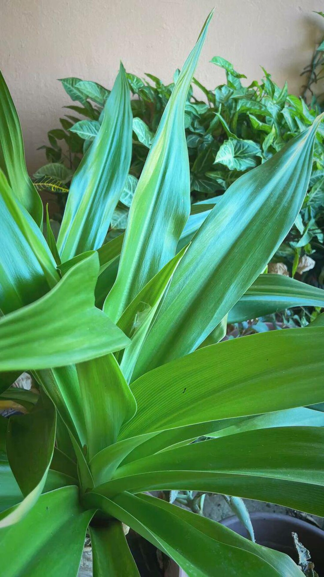 Dried and Powder , Pandan Leaves Bulk, Organic | Pandanus Leaf Natural ...