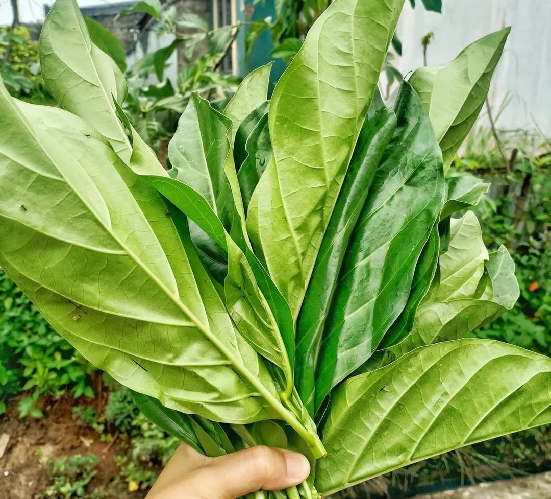 Dried Noni Leaves (morinda Citrifolia) - Etsy
