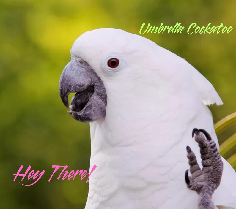 Funny Sayings, Bird Facial Expressions, Tumbler, Amusing, Birds - Etsy
