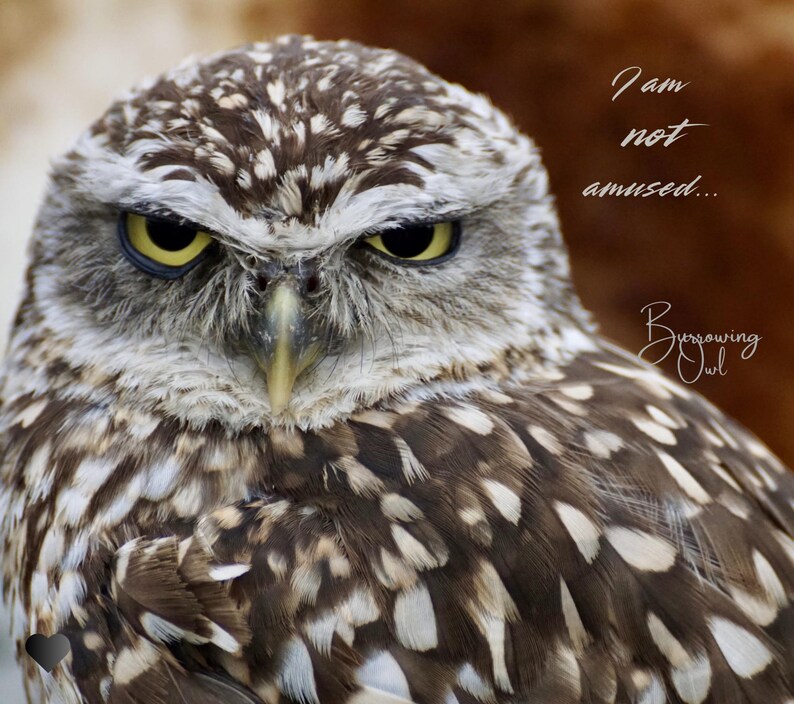 Funny Sayings, Bird Facial Expressions, Tumbler, Amusing, Birds - Etsy