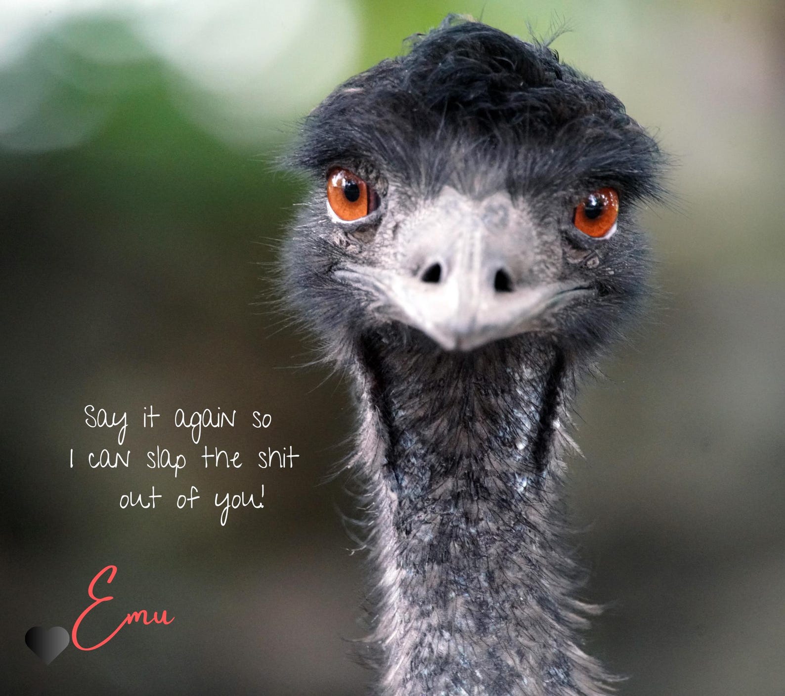 Funny Sayings, Bird Facial Expressions, Tumbler, Amusing, Birds - Etsy