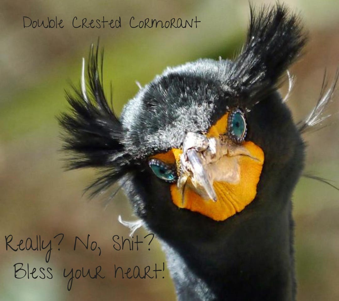 Funny Sayings, Bird Facial Expressions, Tumbler, Amusing, Birds - Etsy