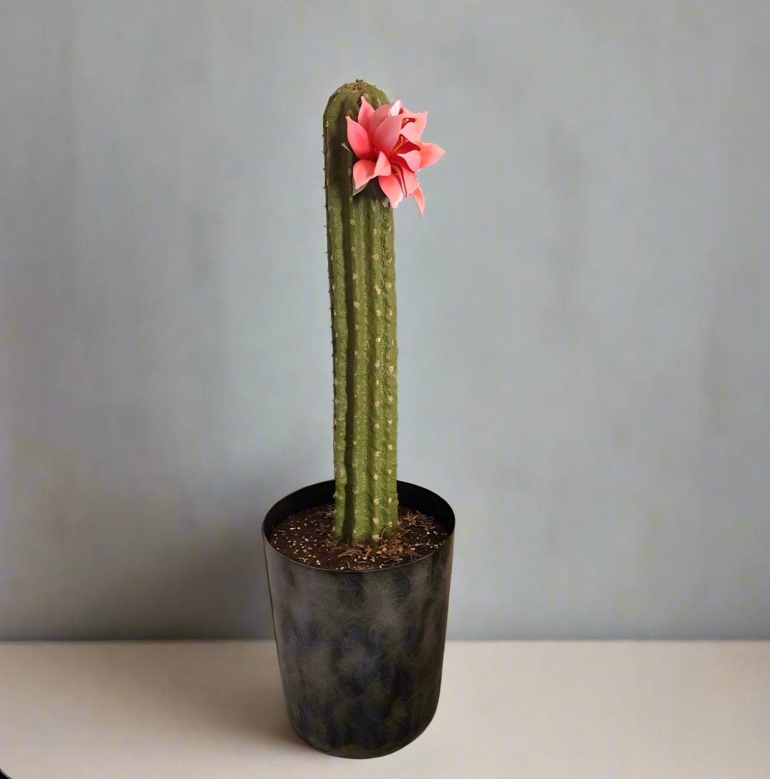 Kitchen Sink Plunger Container Cactus Cover Decor Saguaro Columnar ...