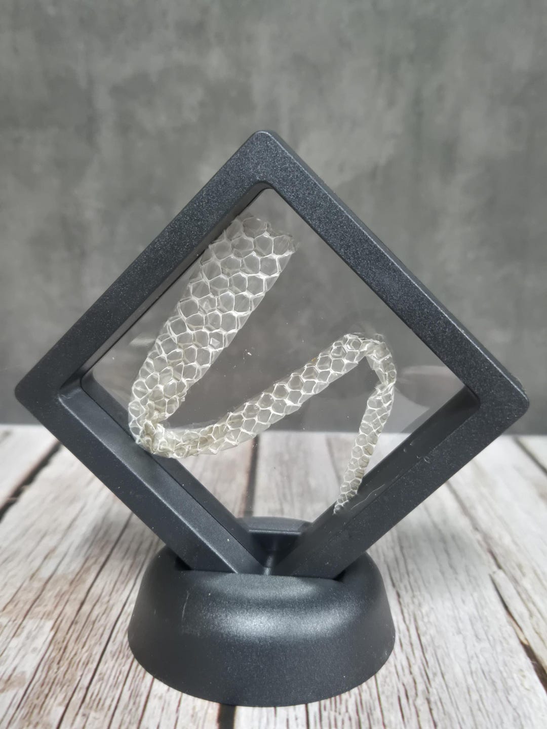 Framed Corn Snake Shed Tail - Etsy