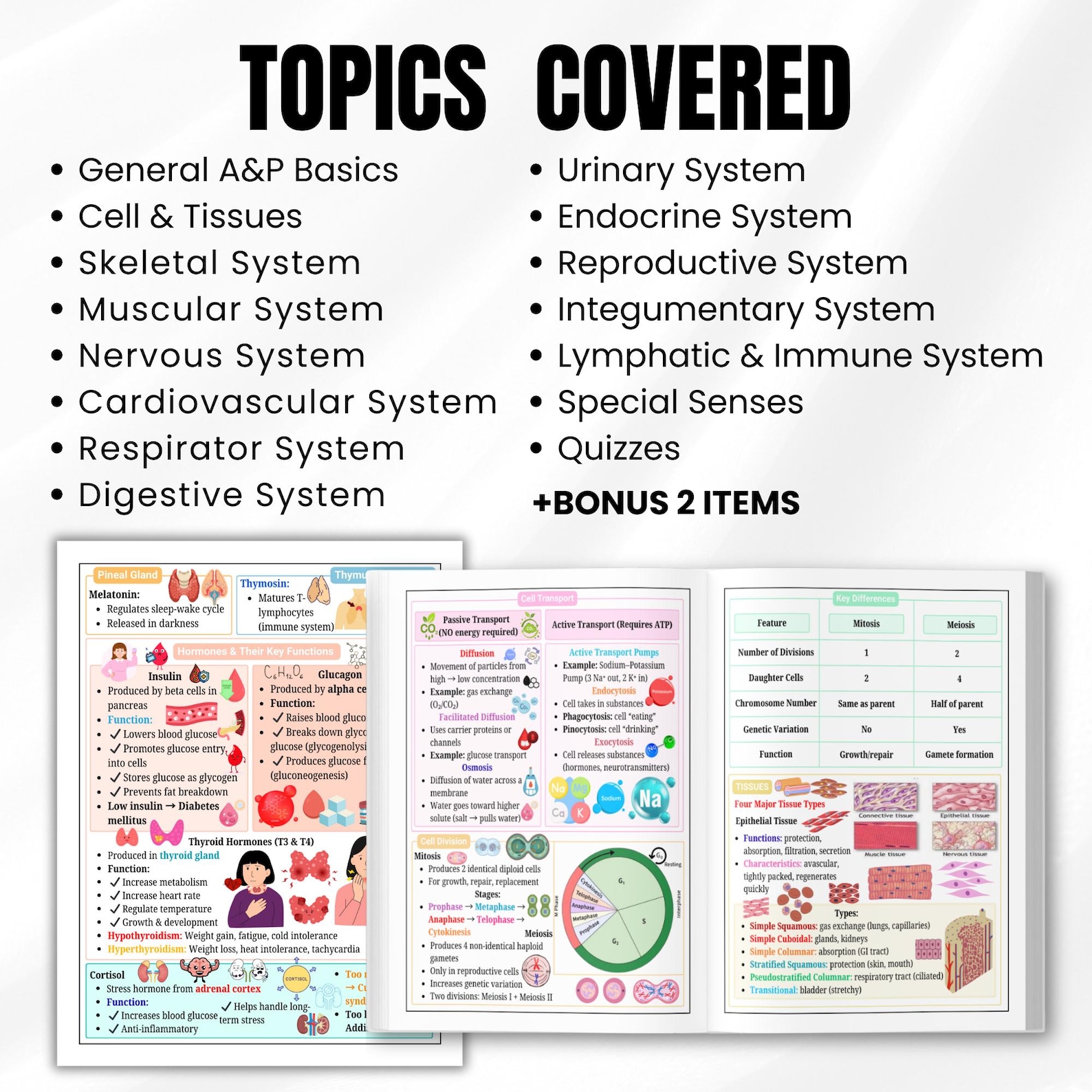 Anatomy & Physiology Cheat Sheet PDF | Nursing AP Study Guide | Medical ...