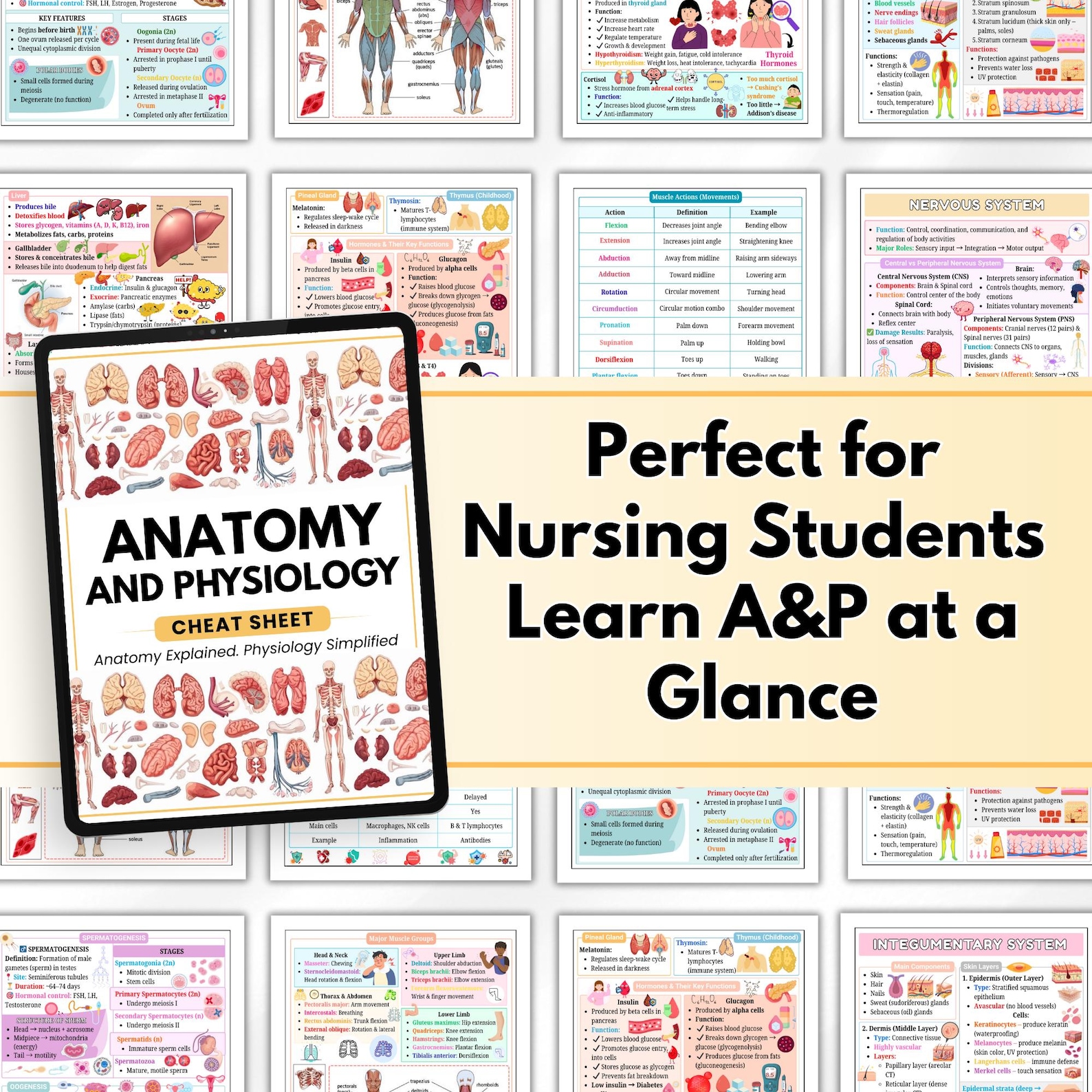 Anatomy & Physiology Cheat Sheet PDF | Nursing AP Study Guide | Medical ...