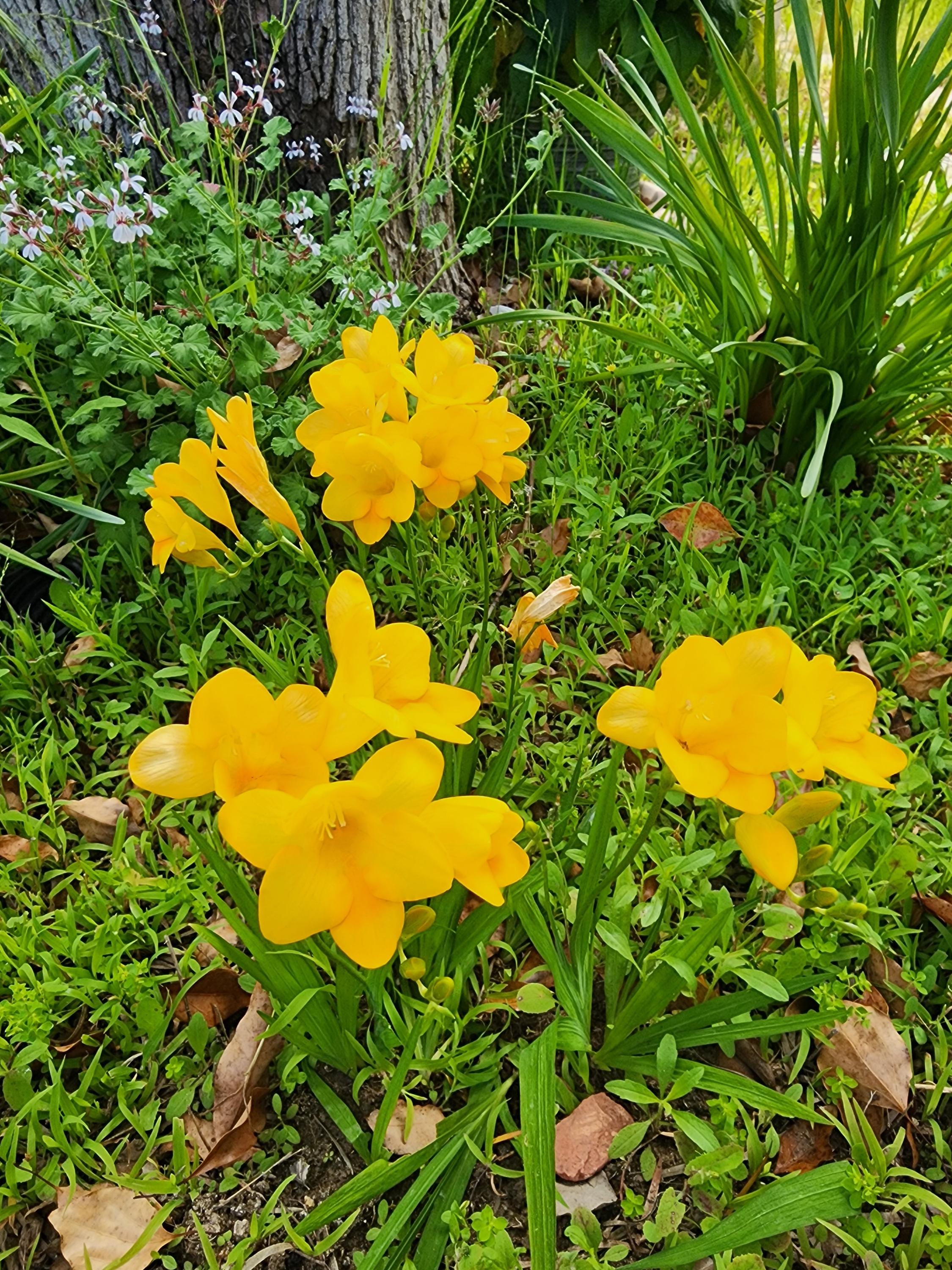 Freesia Flower Essence - Etsy