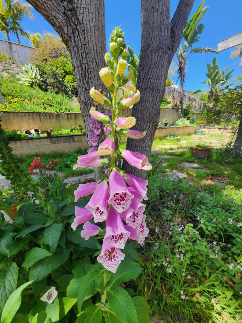 High Heart Chakra Flower Essence - Etsy
