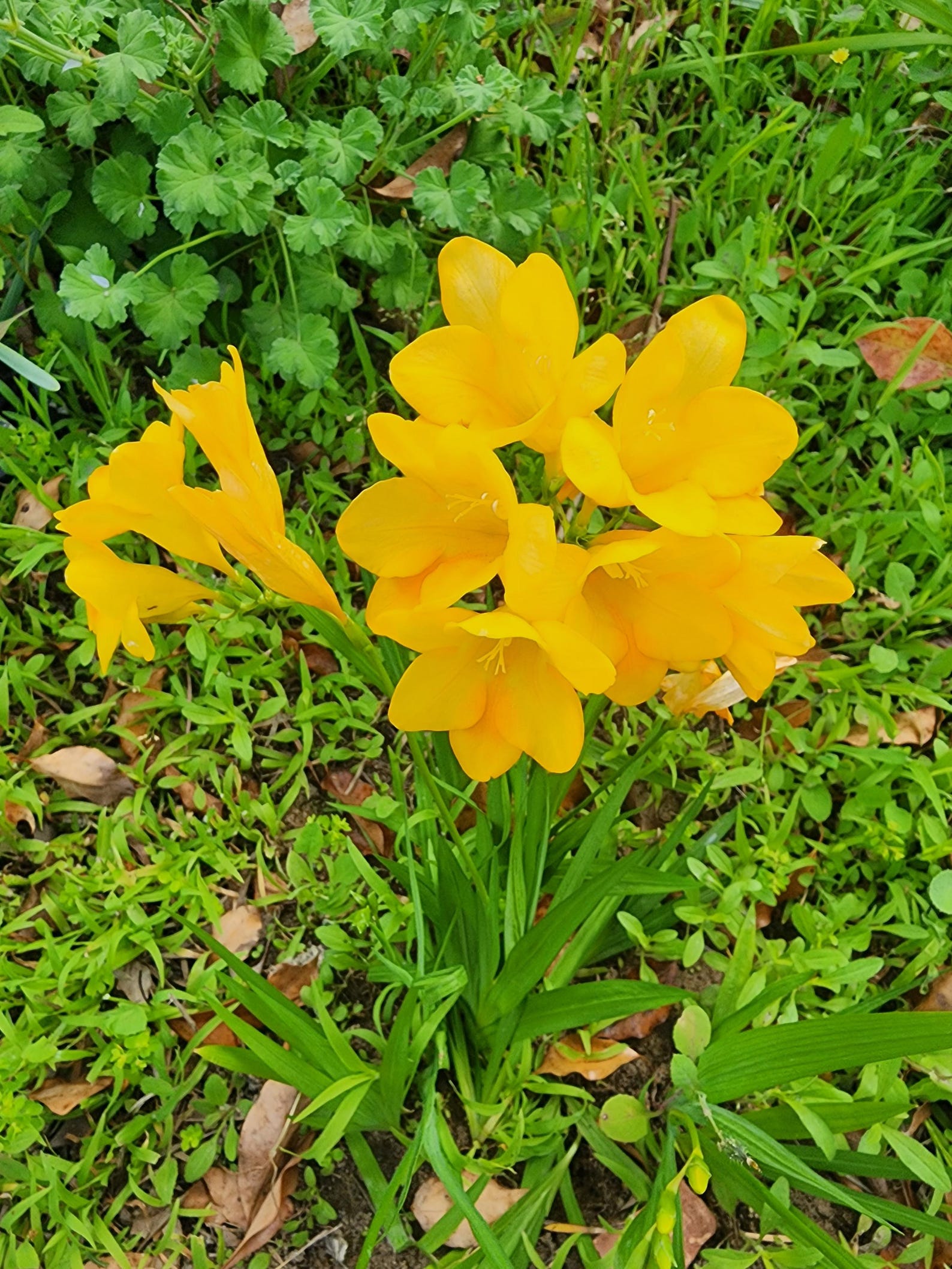 Freesia Flower Essence - Etsy