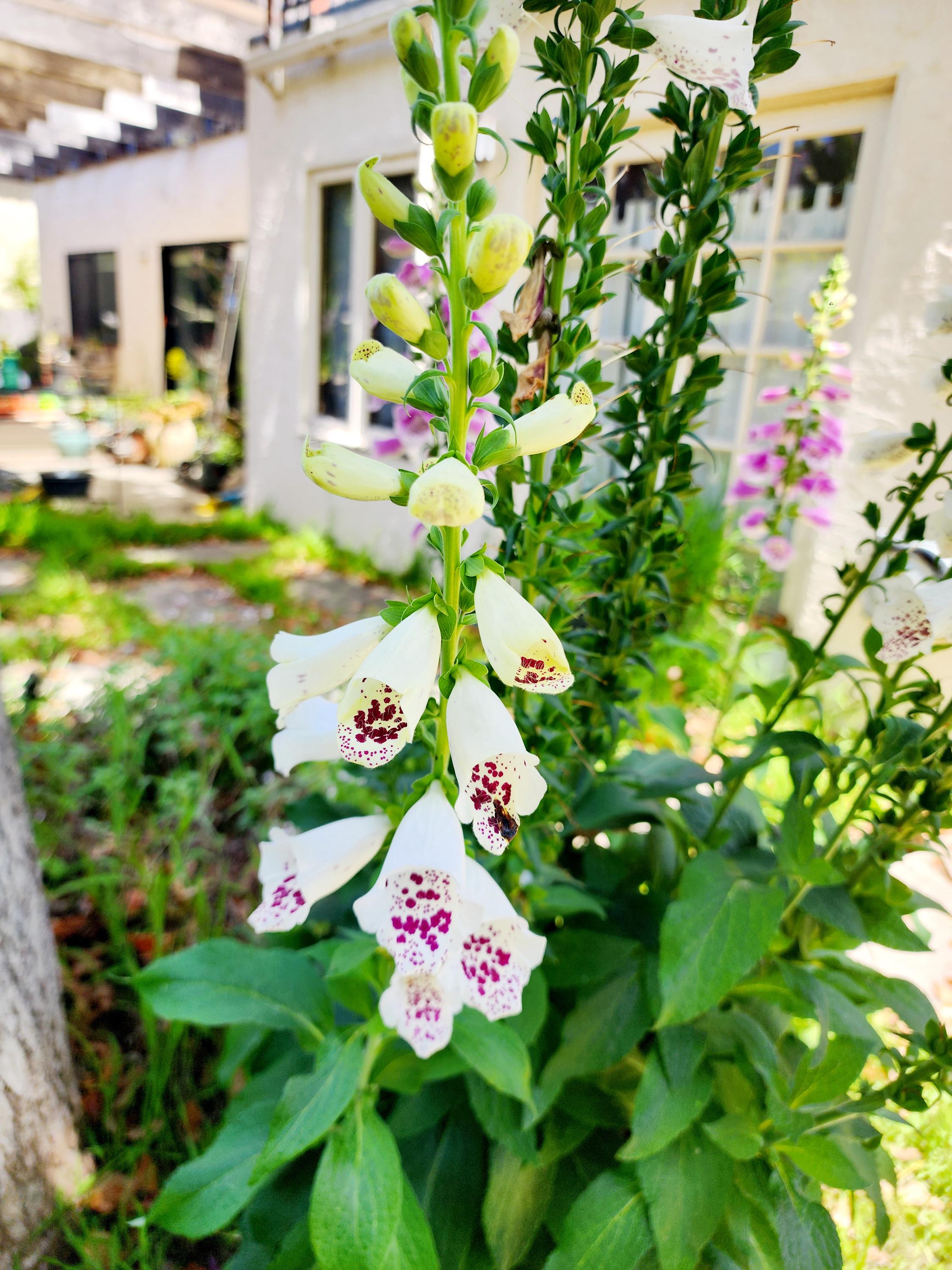 High Heart Chakra Flower Essence - Etsy