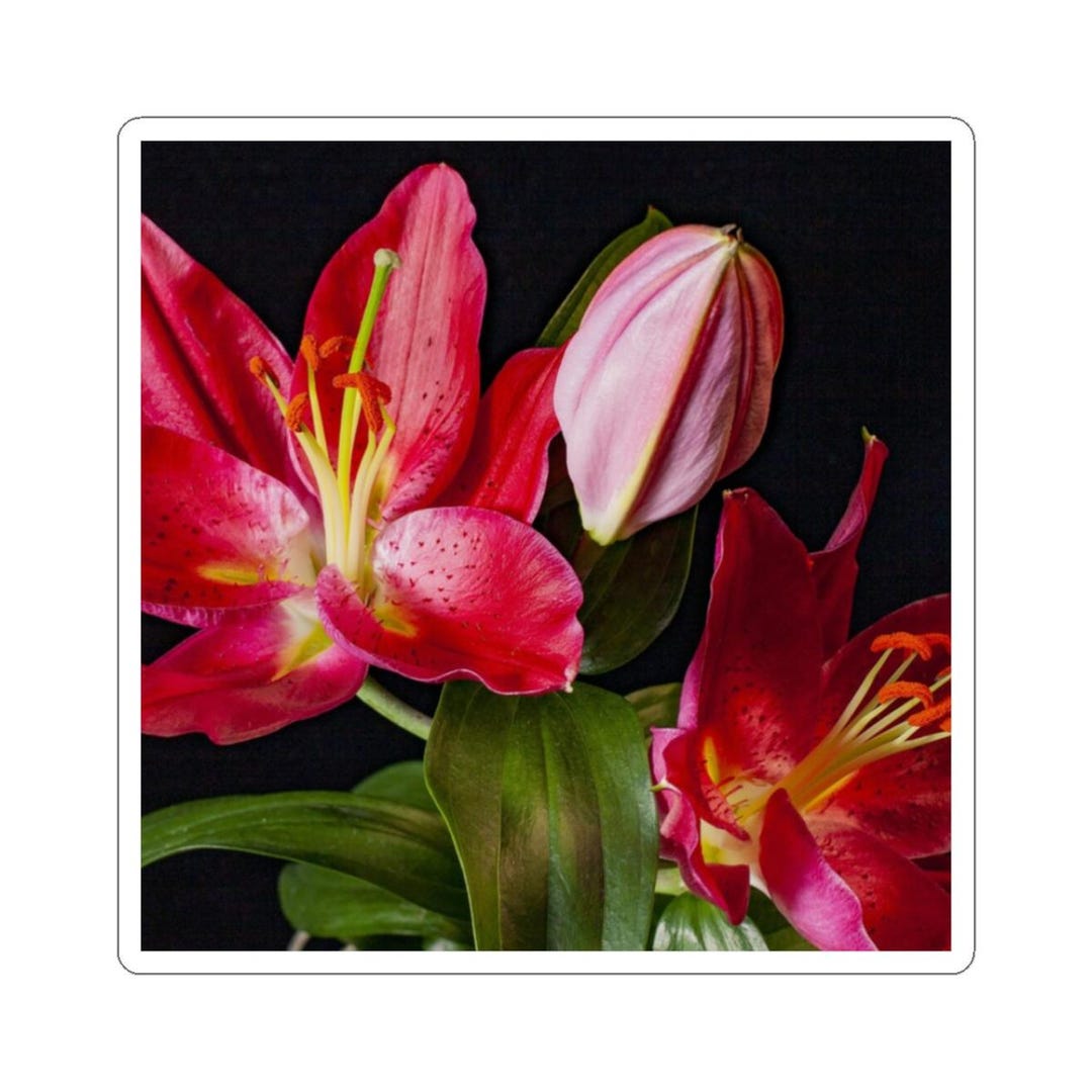 Blooming Lilies Sticker - Etsy