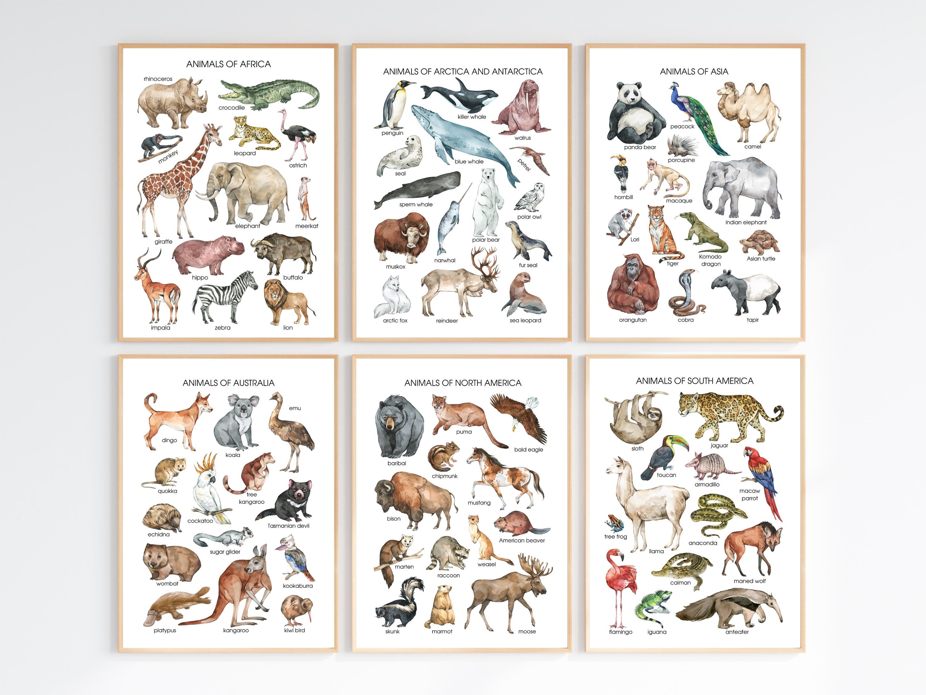 Montessori Animal Classification Set - 6 Educational Posters for ...