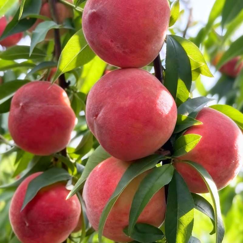 Live Fruit Tree Sapling - Etsy