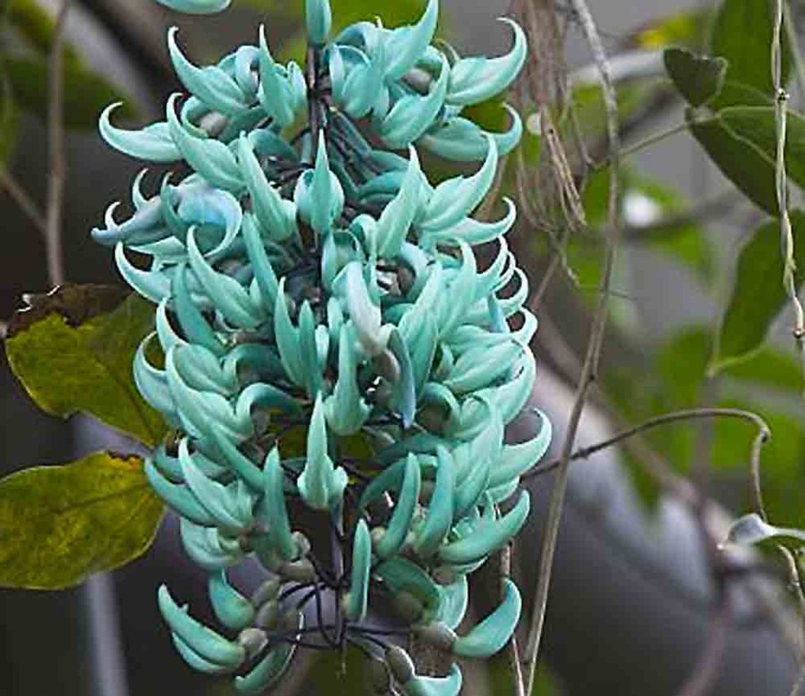 Hawaiian Quilt Pattern Blue Jade Pattern and Tutorial PDF | Etsy