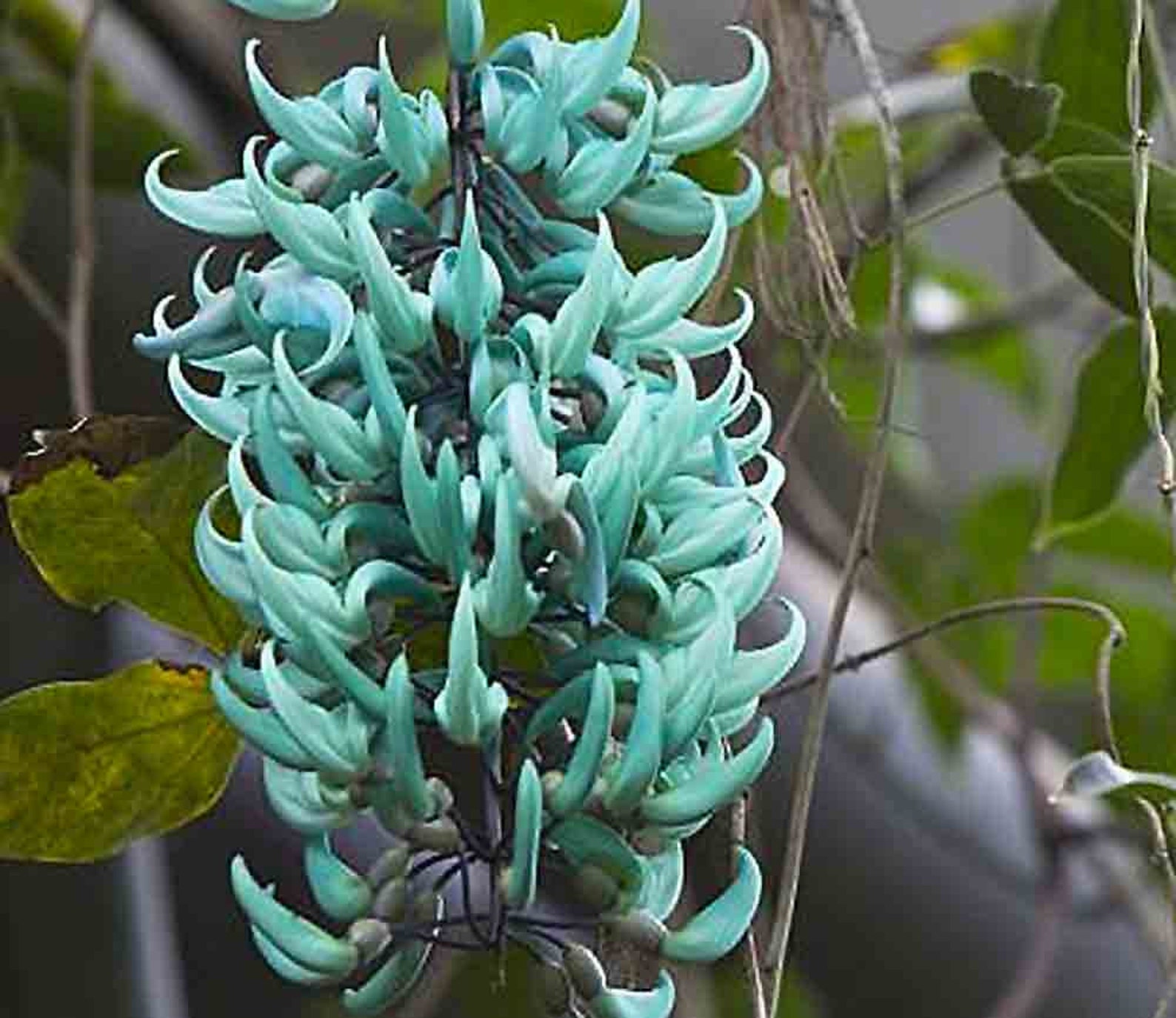 Hawaiian Quilt Pattern Blue Jade Pattern and Tutorial PDF | Etsy