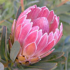 Hawaiian Protea Quilt Block, Hawaiian Quilting, Pattern and Tutorial ...