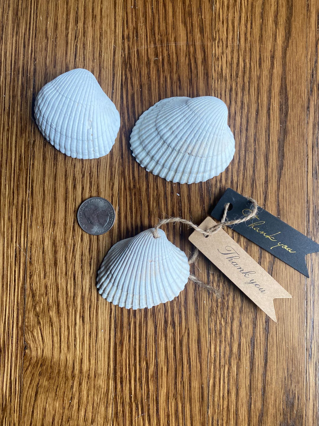 Natural Blood Ark Shells From Cape Cod — Size: Medium — With or Without ...