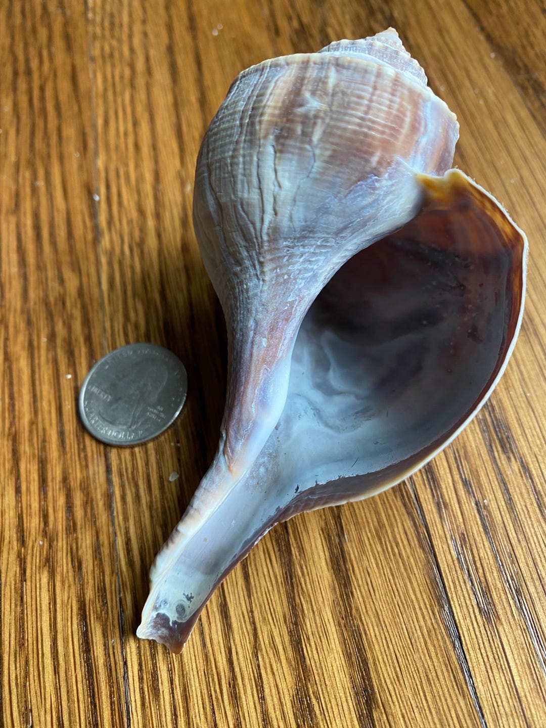 Small Sized (3-4”) Cape Cod Channeled Whelk Shell - Collectible Shell ...