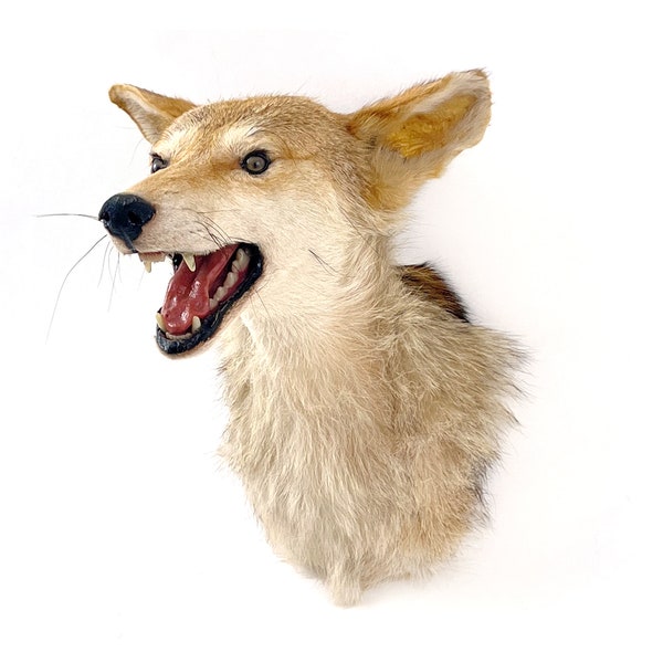 Coyote Taxidermy Mount - Etsy