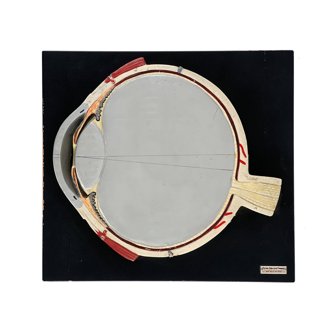 Vintage 1930s 12 Plaster Eye Human Eyeball Anatomy Diagram Science ...