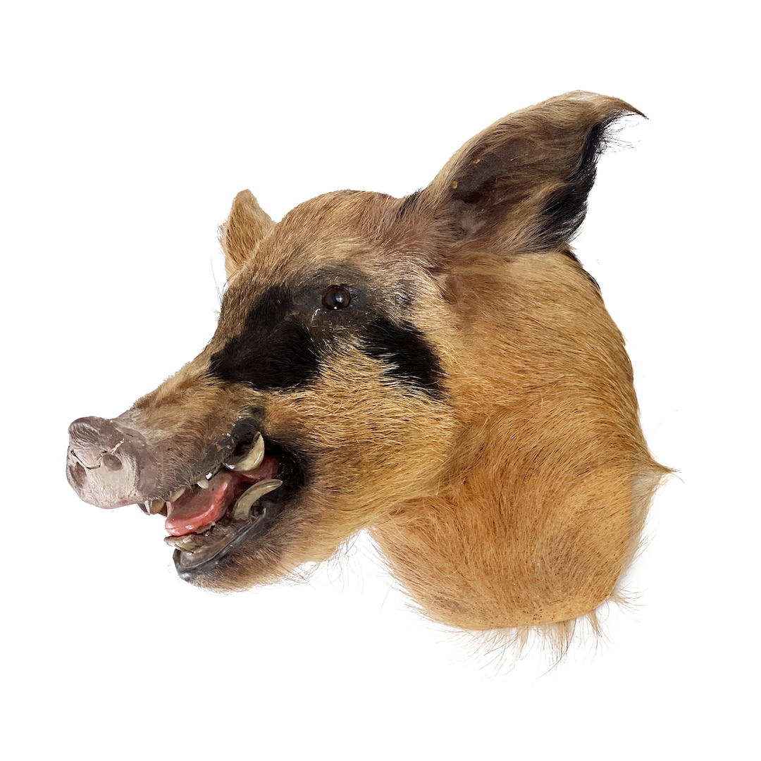 Vintage 1960s Real Spotted Wild Boar Feral Pig Hog Head Taxidermy Mount ...