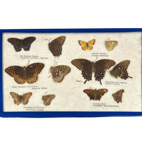Preserved Butterfly - Etsy