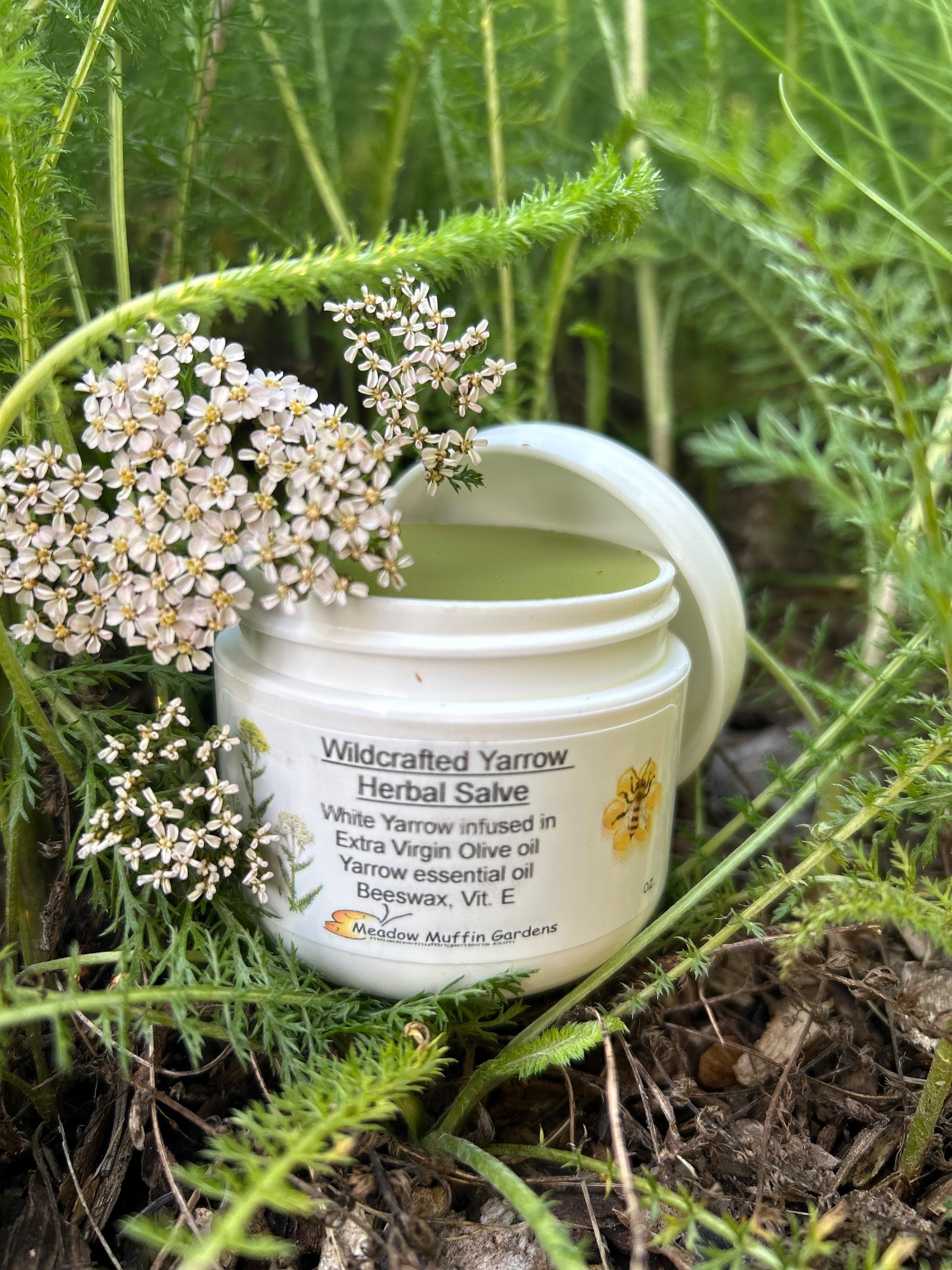 Yarrow, Wild White, Herbal Salve, Wildcrafted, Organic, Herbal Oil - Etsy