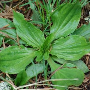 Plantain and Violet Lip Balm, Tube, Cocoa Butter, Herbal Lip Care - Etsy