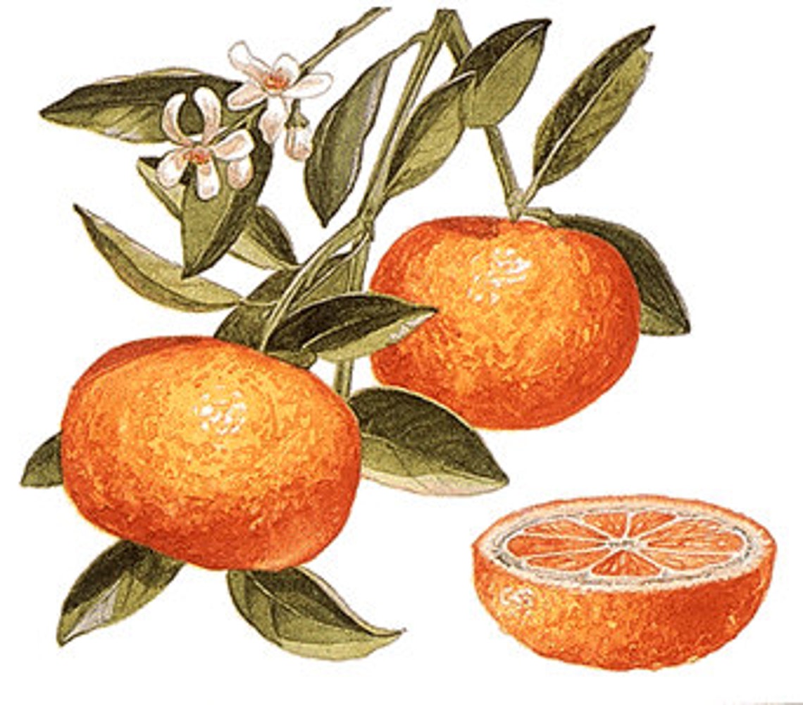 Patchouli Tangerine Body Spray, Morning Dew - Etsy