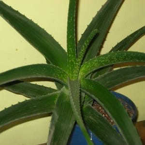 Shampoo, Gentle Scalp Funk Shampoo, Synthetic Free, Castile Soap, Aloe ...